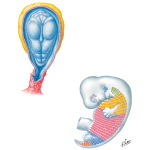Genetic Determination of Embryonic Axes and Segments