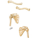 Osteology of the Shoulder