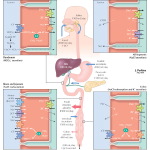 Gastrointestinal Tract Fluid and Electrolyte Transport