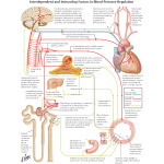 Interdependent and Interacting Factors In Blood-Pressure Regulation