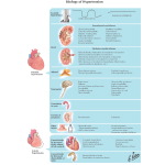 Etiology of Hypertension