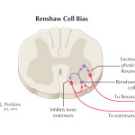 Renshaw Cell Bias