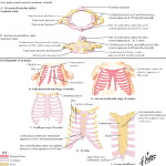 First and Second Cervical Vertebrae at Birth - Development of Sternum