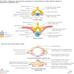 Cervical Ossification