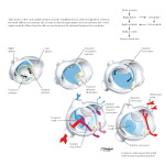 Partitioning of the Heart Tube: Atrial Septation