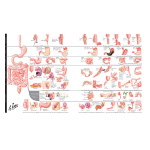 Alimentary Tract Obstruction