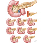Pancreatic Ducts and Variations