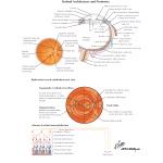 Retinal Architecture and Perimetry