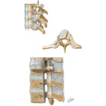Joints and Ligaments of the Spine: Vertebral Arches and Bodies