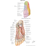 Tibial Nerve