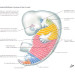 Segmentation and Division of Myotomes