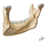 Mandible