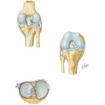 Joints and Ligaments of the Knee