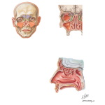 Nose and Sinuses
