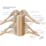 Spinal Cord: Nerves