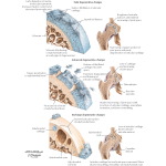Histopathology of Osteoarthritis