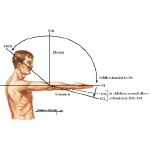 Measurement of Flexion / Extension