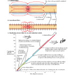 Conduction Velocity