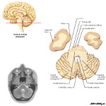 Horizontal Sections Through the Forebrain: Mid Pons
