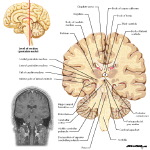 Coronal Sections Through the Forebrain: Geniculate Nuclei