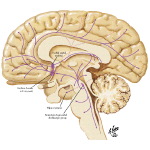 Central Cholinergic Pathways