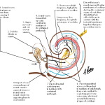 Transmisson of Vibrations From Drum Through the Cochlea