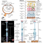 The Retina and the Photoreceptors