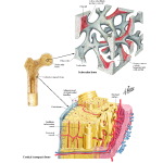 Architecture of Bone