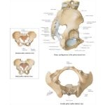Pelvis