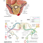 Spinal Cord and Peripheral Nerves