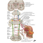 Somesthetic System: Head