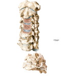 Degenerative Changes In the Cervical Vertebrae