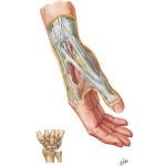Wrist and Hand: Superficial Radial Dissection