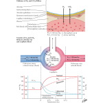 Pathways of O2 and CO2 Diffusion