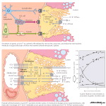 Regulation of Parietal Cell Function
