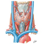 Thyroid Gland Structure