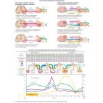 Neuroendocrine regulation of Menstrual Cycle Irregular Menstrual Periods