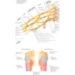 Nerves of the Shoulder