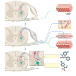 Motor Neurons and Drugs