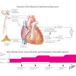 Mechanism of Cardiac Adjustment to Body-Perfusion Requirements