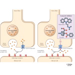 Inactivation of Norepinephrine