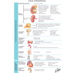 Causes of Hypertension