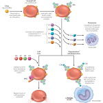Type 2 (Cytotoxic, Autoimmune) Reactions