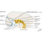 Pharyngeal Pouches, Membranes, and Clefts: General Information
