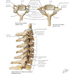 Vertebrae - Neck