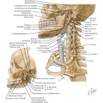 Overview and Topographical Anatomy of the Neck