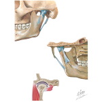 Anatomy of the Temporomandibular Joint