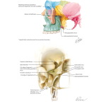 Borders and Openings of the Pterygopalatine Fossa