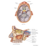 Overview and Topographic Anatomy of the Paranasal Sinuses