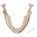 Lower Permanent Teeth